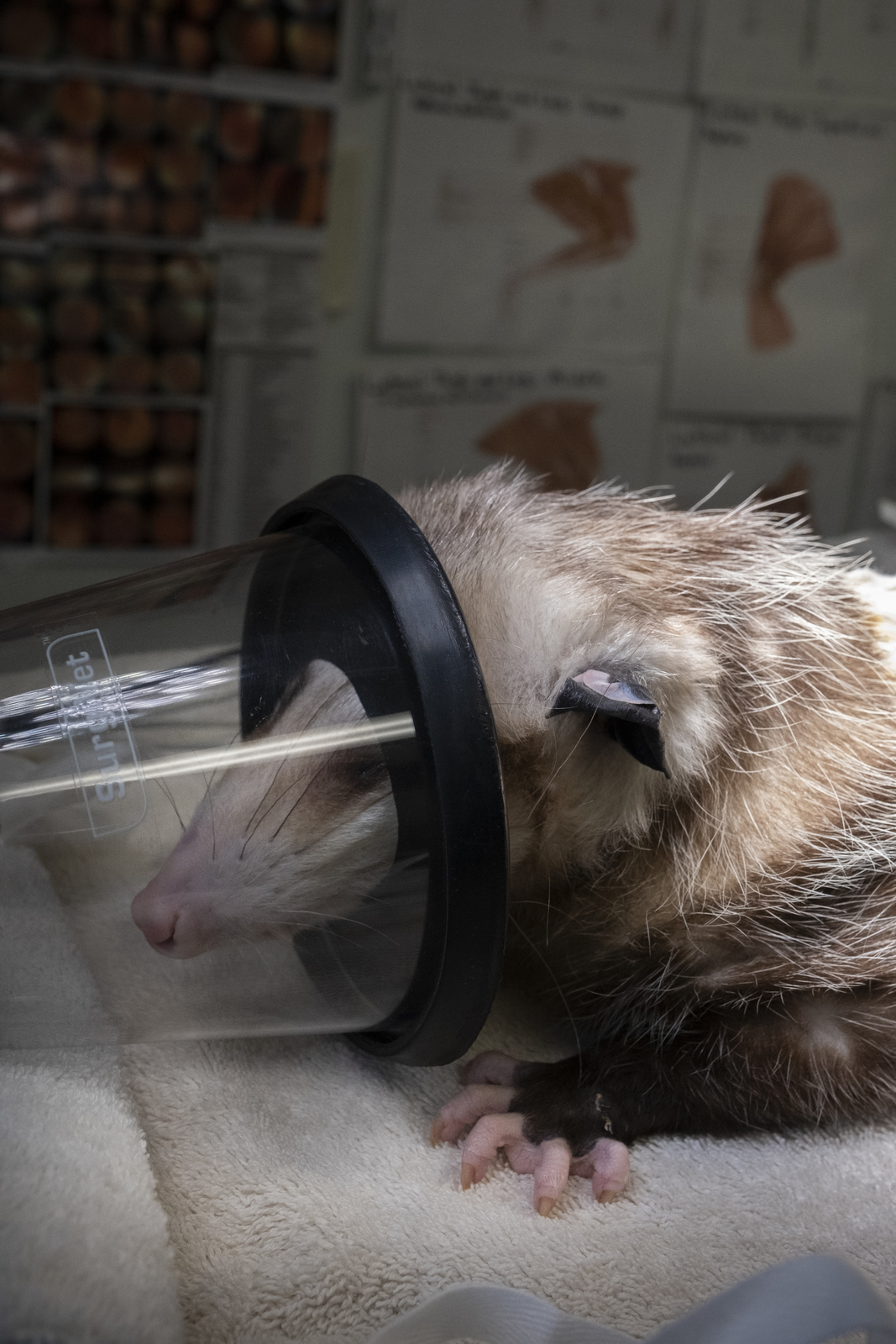 Cosmic Picture Distribution acquires worldwide distribution rights to ...